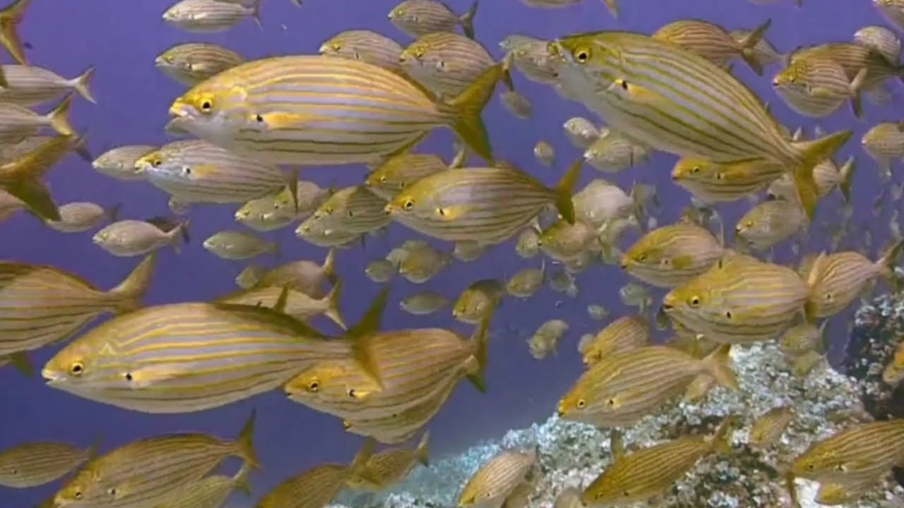 Fish in Aquarium, Relaxing Music For Deep Sleep, Deep Relaxation Deep ...