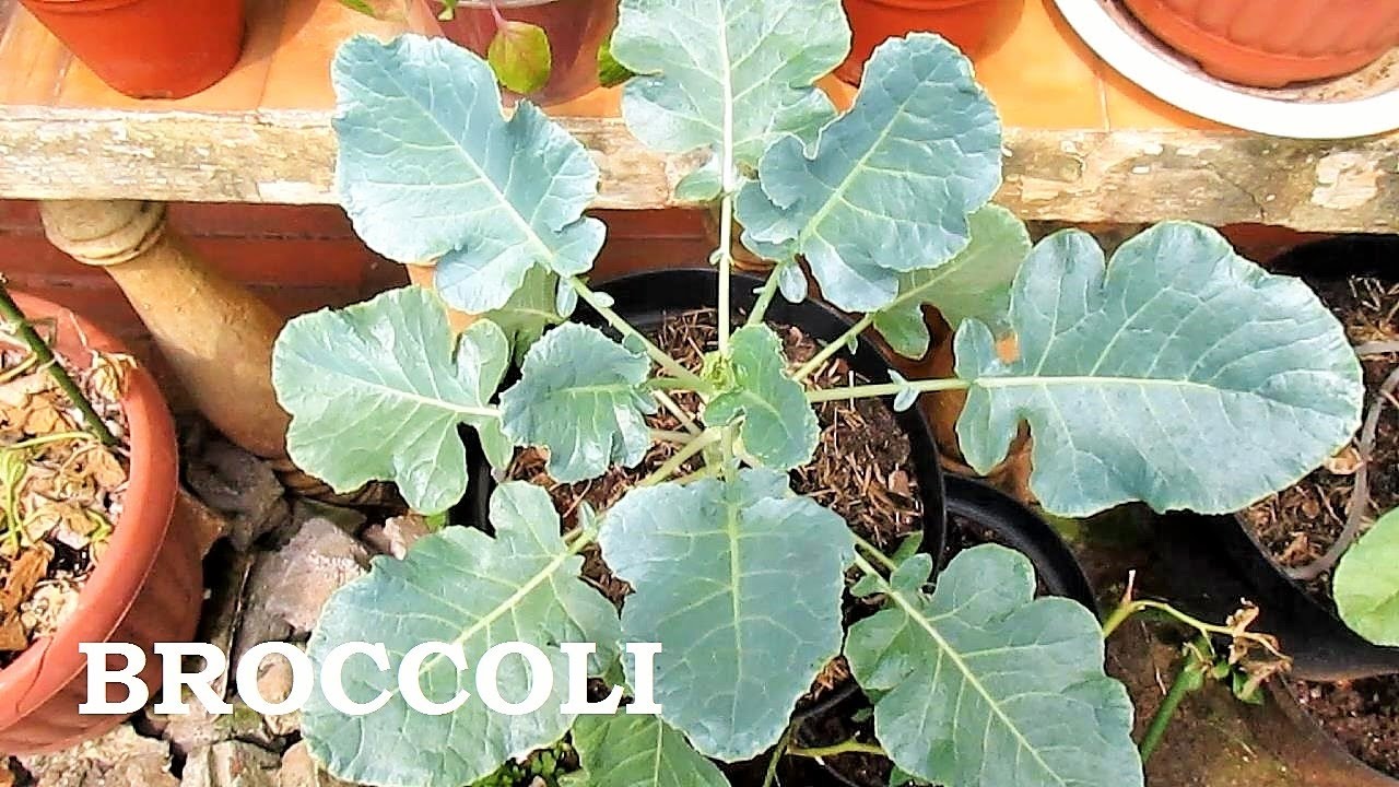 Growing BROCCOLI from Seeds - YouTube