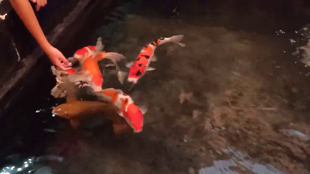 Koi Family - YouTube
