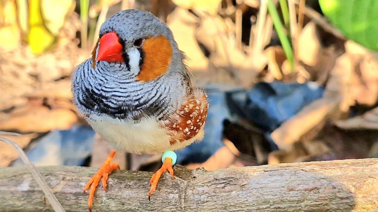 Cute zebra finch sounds : This bird sings in the forest, it looks ...