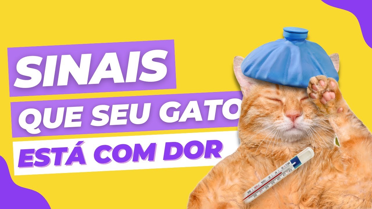Como saber se meu GATO está com DOR? 6 Sinais de ALERTA que seu GATO ...