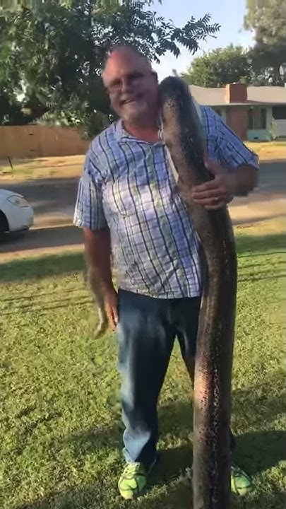 Pied reticulated python - YouTube