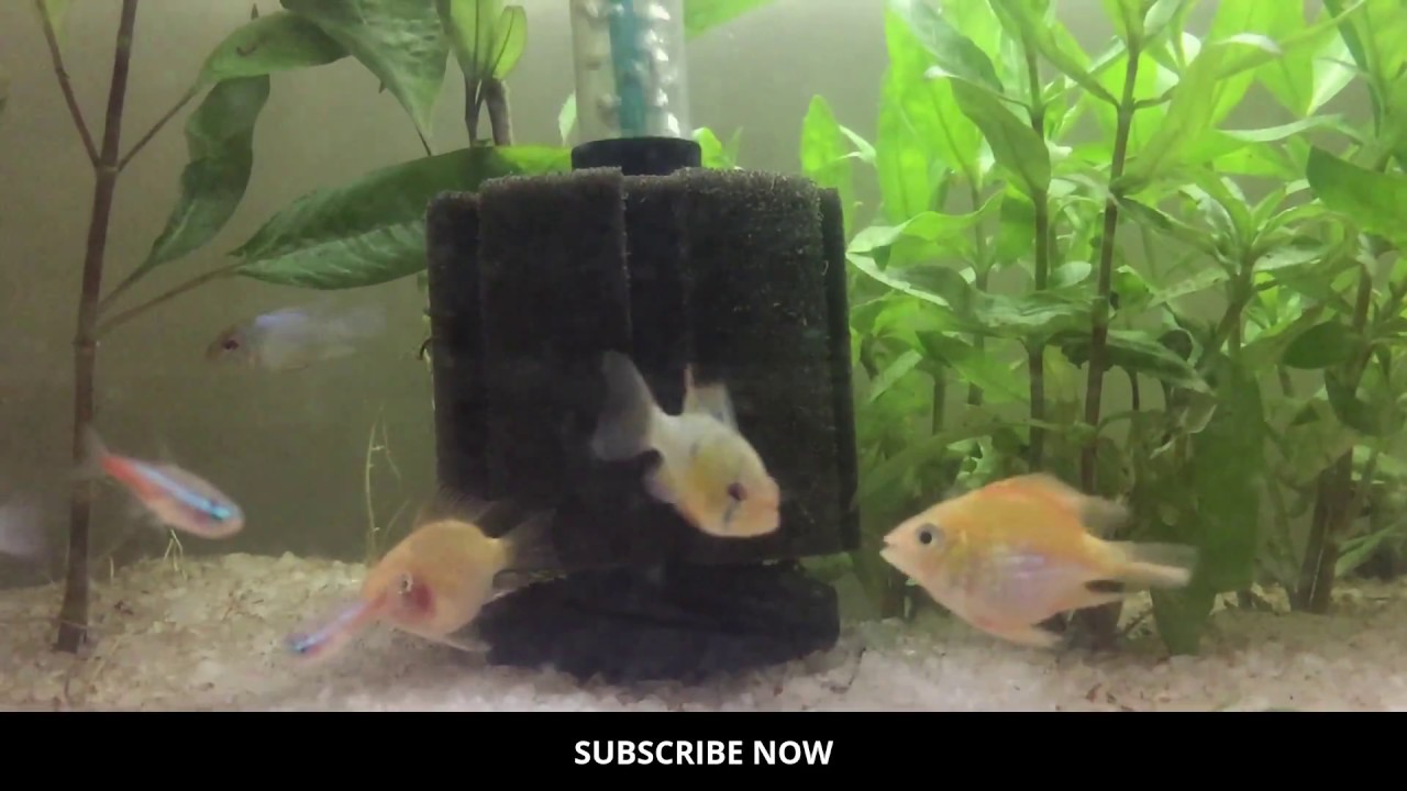 German Gold Ram, German Blue Rams, Bolivian Rams and Neon Tetra - YouTube