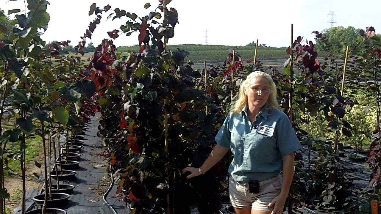 Forest Pansy Weeping Redbud - Lakeview Nurseries - YouTube