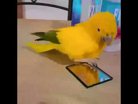 Funny Dancing Bird | This bird is having better time than me - YouTube