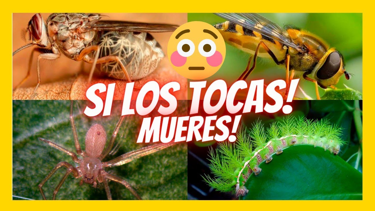 TOP 10 INSECTOS MÁS VENENOSOS DEL MUNDO (TE SORPRENDERÁ EL #10) - YouTube