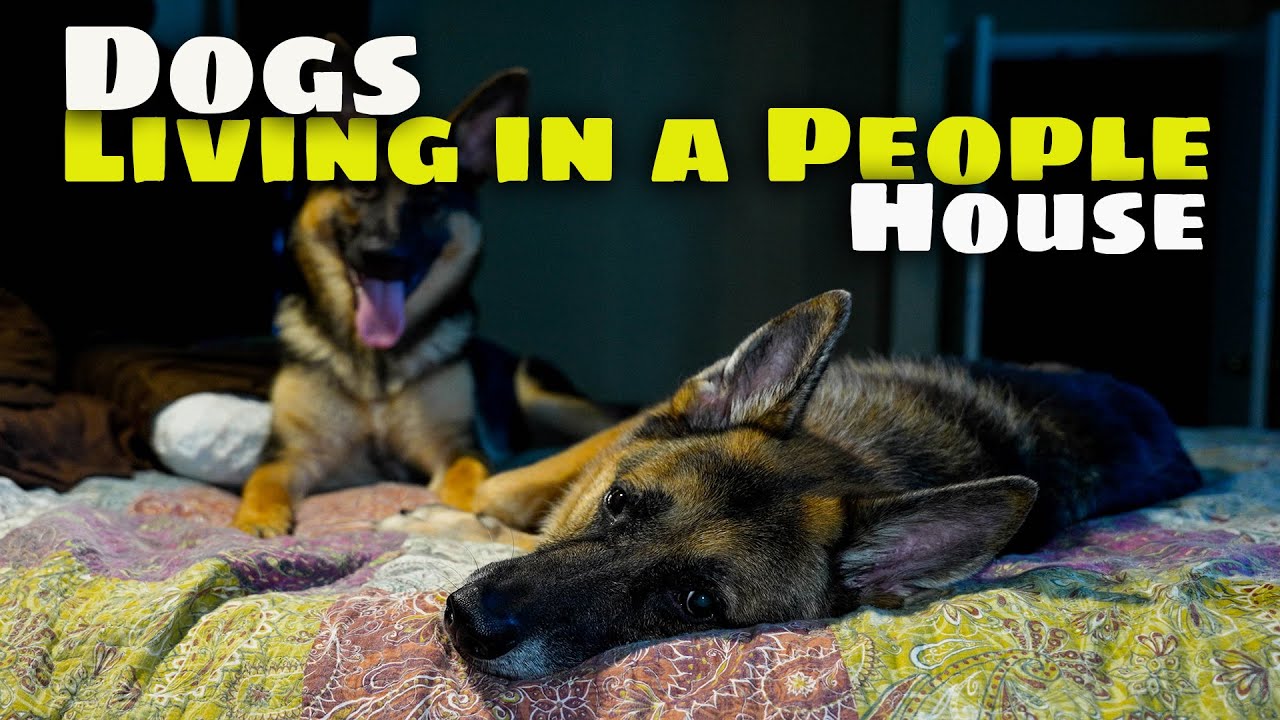 Dogs: Living in a People House - A Dogs Life Video - YouTube