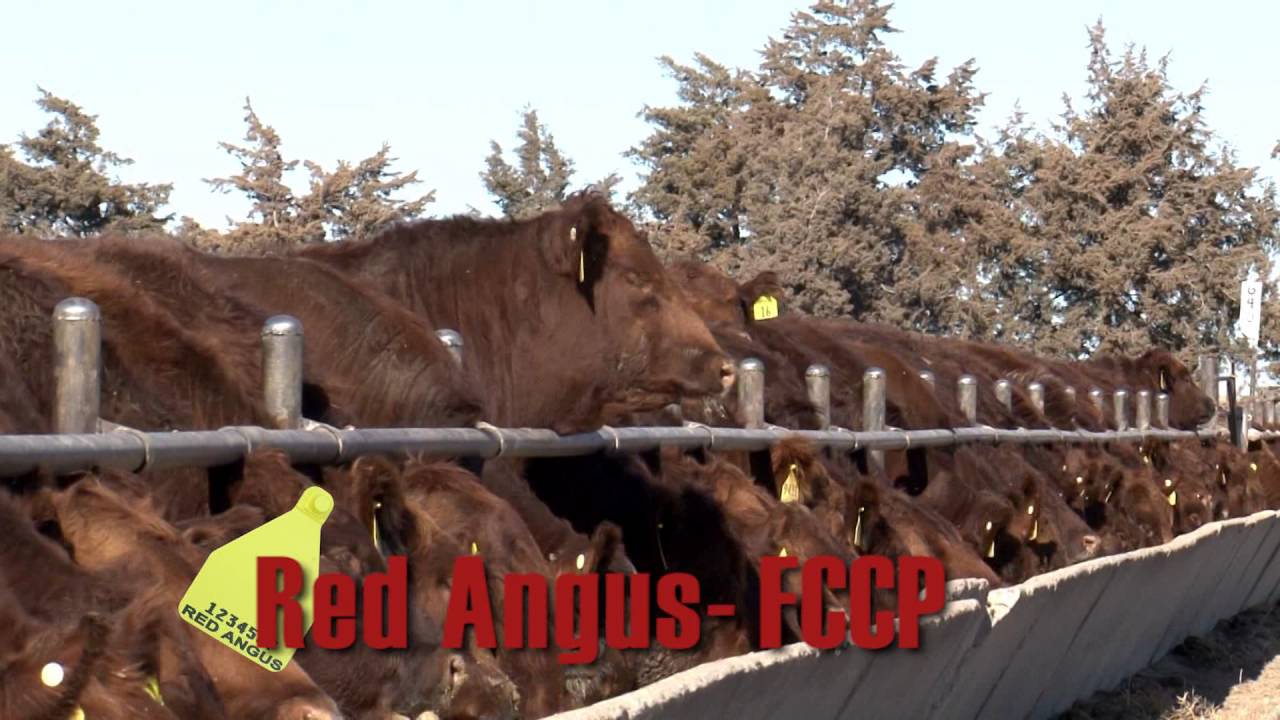 Red Angus Assocition - 2016 Big Horn Classic - YouTube