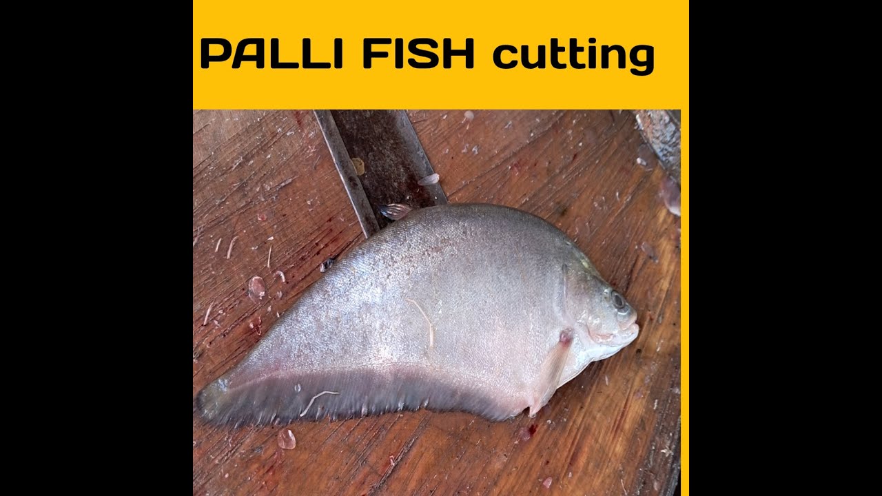 Amazing PALLI Fish || SINDHI Fish Cutting & Chopping By Expert Fish ...