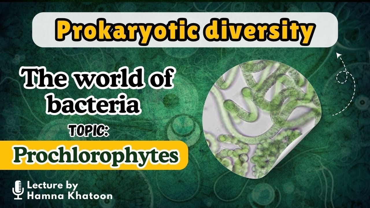 Prochlorophytes || Zoology || By Hamna khatoon - YouTube