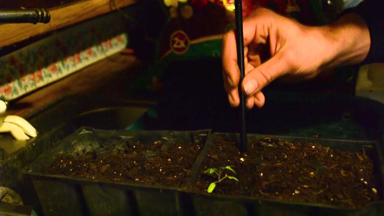 Tomato Raft Seedling Transfer. - YouTube