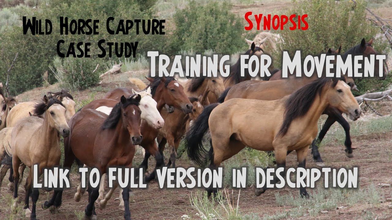 Case Study | Wild Horse Training for Movement 2022 | 🐎SYNOPSIS 🐎 - YouTube