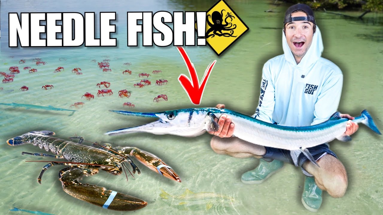 Catching NEEDLE FISH For My SALTWATER Aquarium! - YouTube