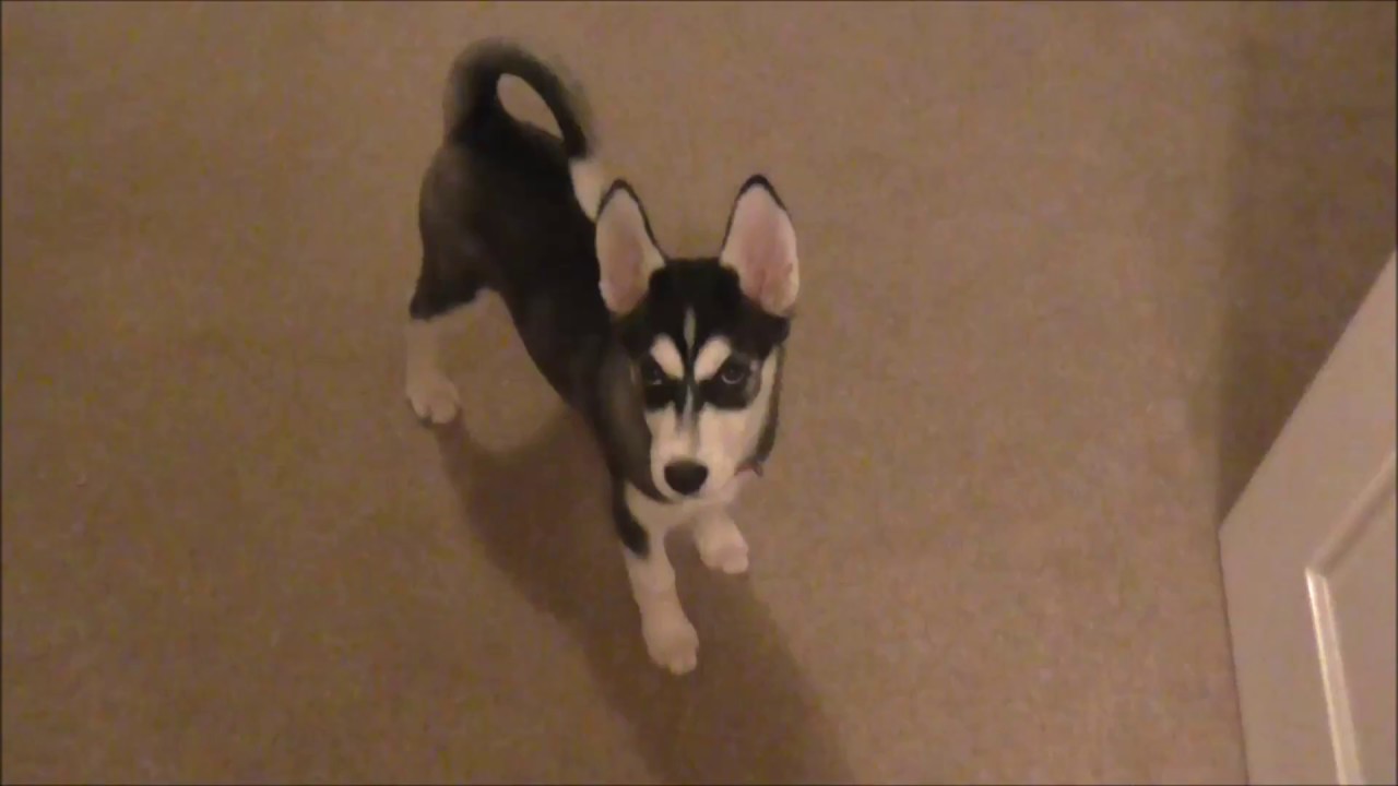 Storms baby howl - YouTube