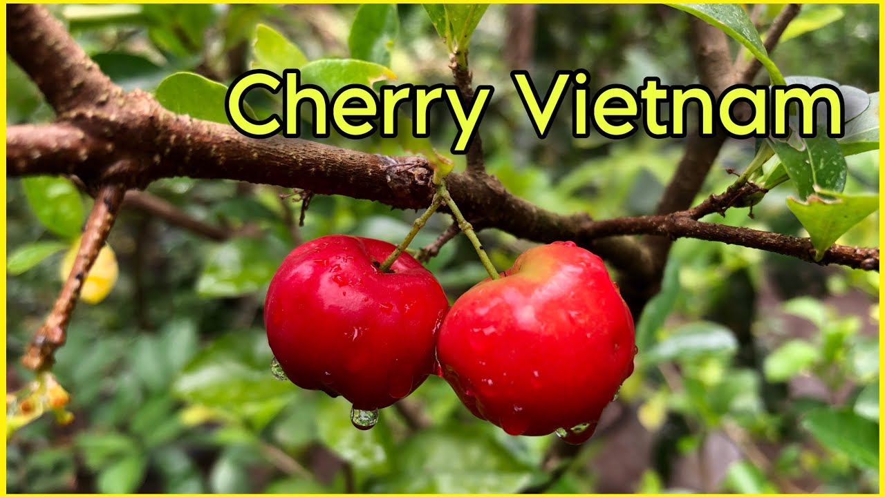 Cherry Vietnam Tabulampot (Bukan Barbados) - YouTube