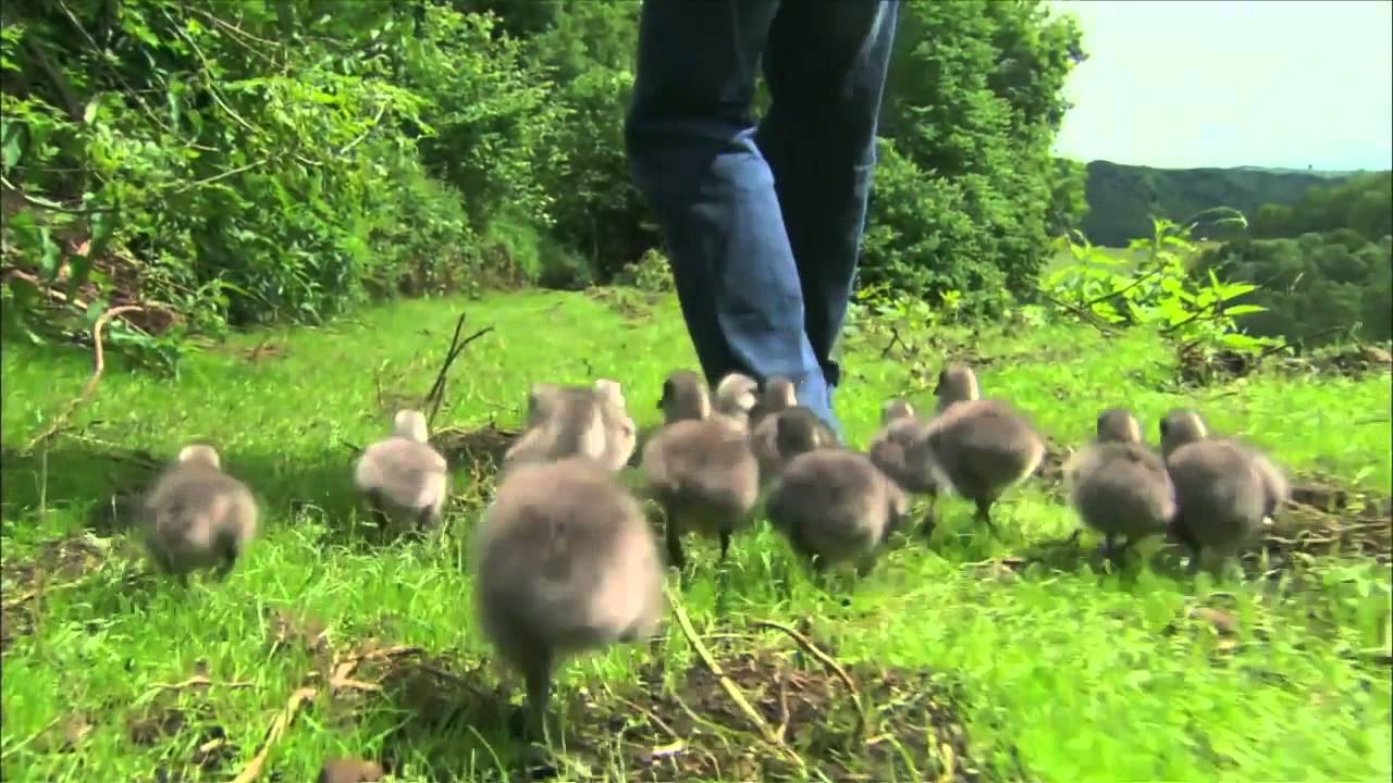 Duck Imprint - YouTube