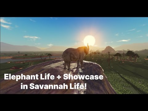 The Life Of An Elephant in Roblox Savannah Life! - ROBLOX #roblox - YouTube