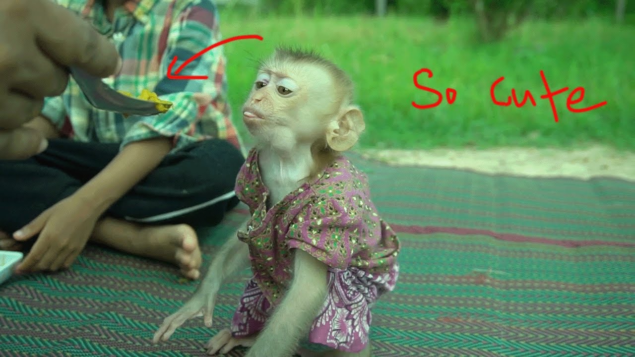 adorable baby Leo monkey and Loe monkey eating mango cooking - YouTube