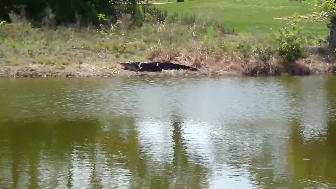 Gator Climbing Out of Water - YouTube