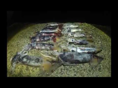 Squid Fishing - ΨΑΡΕΜΑ ΚΑΛΑΜΑΡΙΩΝ (ΘΡΑΨΑΛΑ) part 2. - YouTube