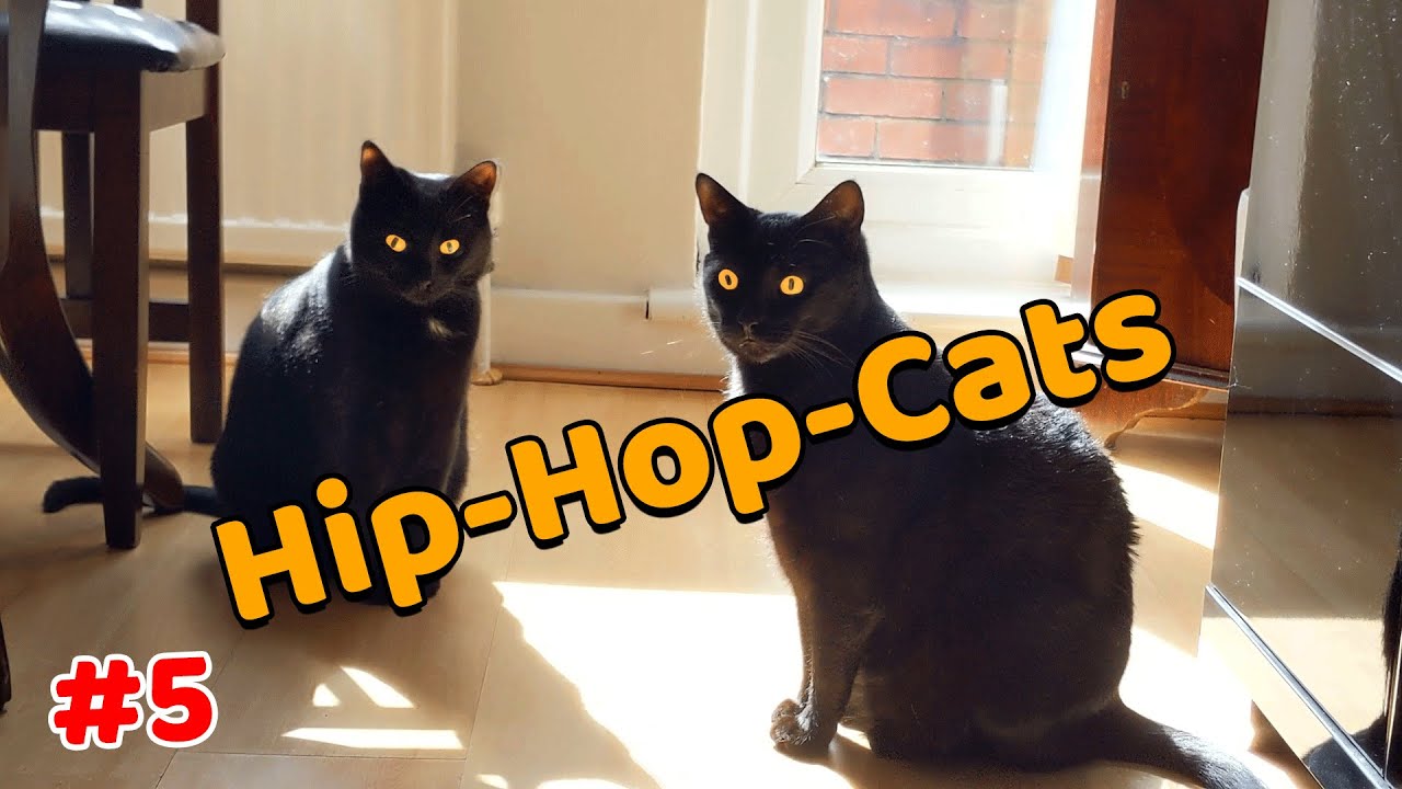 Hip Hop Cats. Funny Dance Cats - YouTube