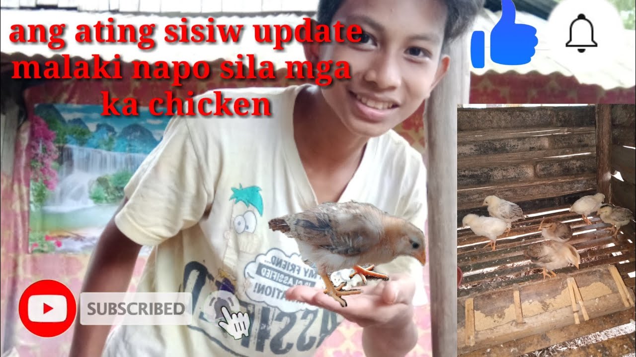 update sa aking mga sisiw part2 - YouTube