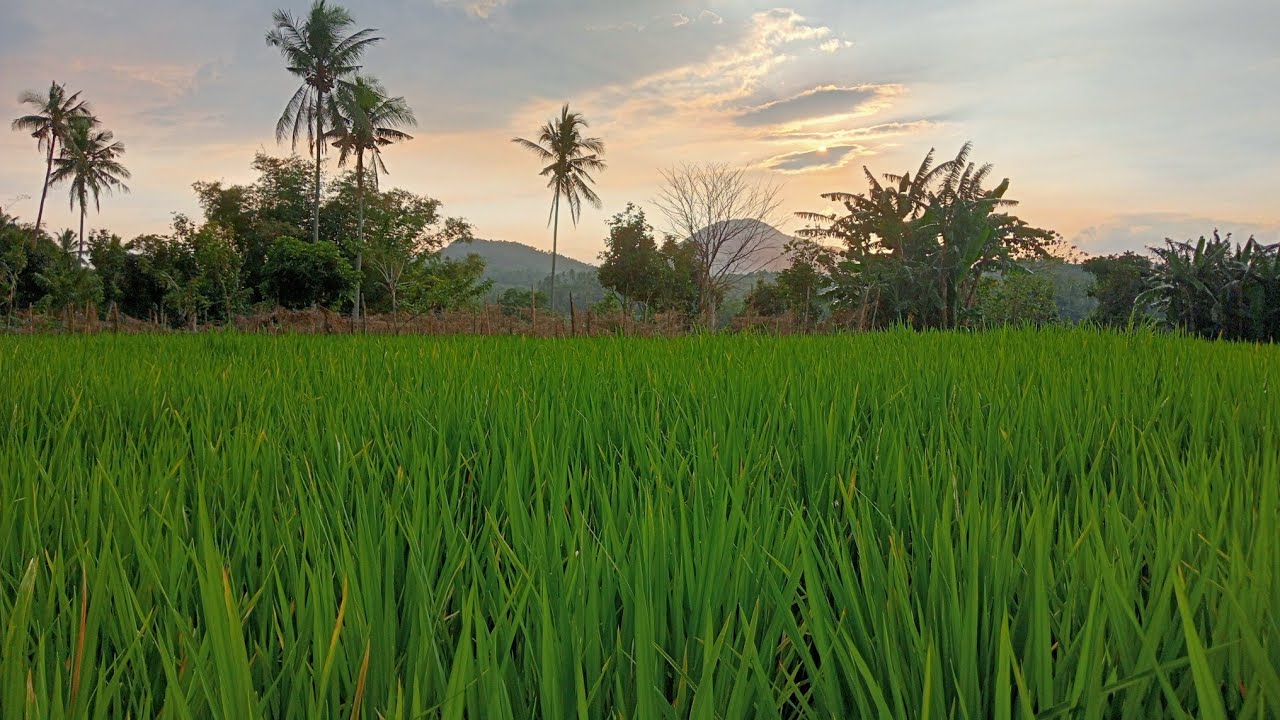 (P#99) 11 hectares @ 150/sqm Farm lot with Rice field in Nagcarlan ...