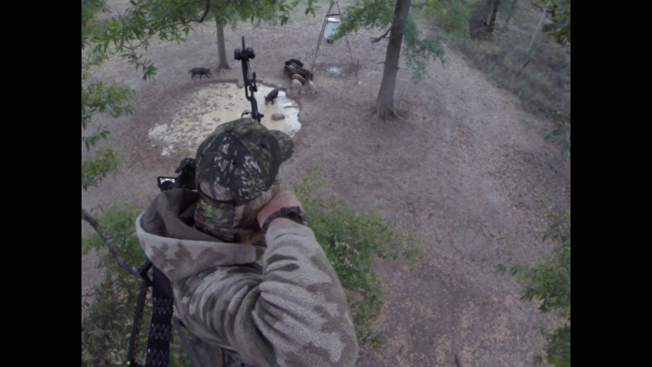 Eastern Texas Hog Hunting - Youtube - YouTube