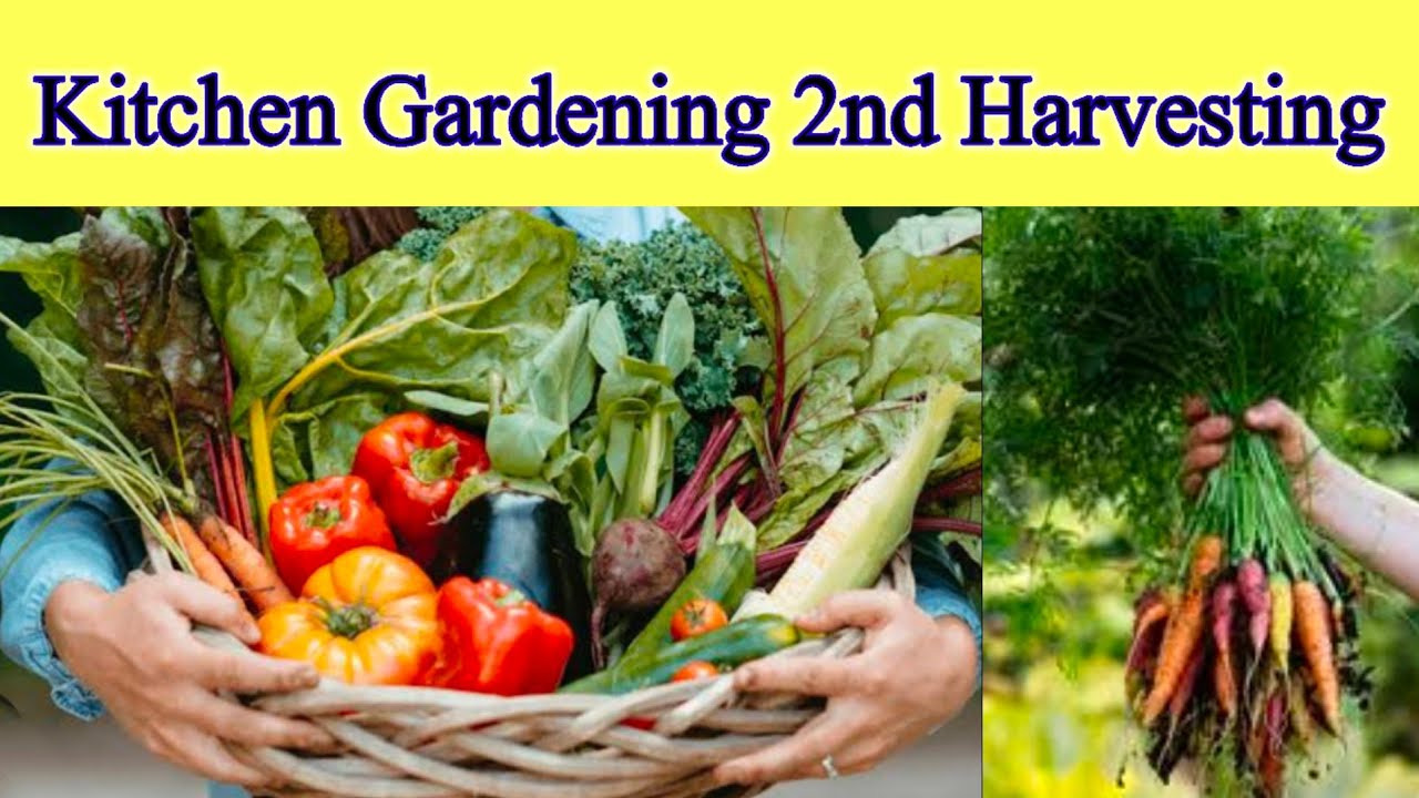 Kitchen Gardening: Tips for a Successful 2nd Harvest / Kitchen Gardening / Second Harvest ...