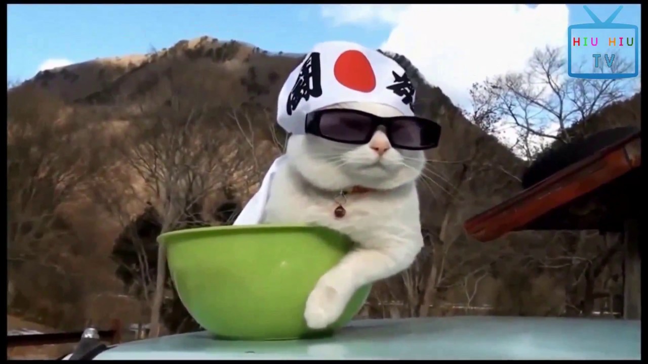 Top 50 Funny Cats Fails In The World - Best Funny Cats Compilation ...