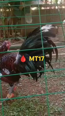 MT17 Spangle - YouTube