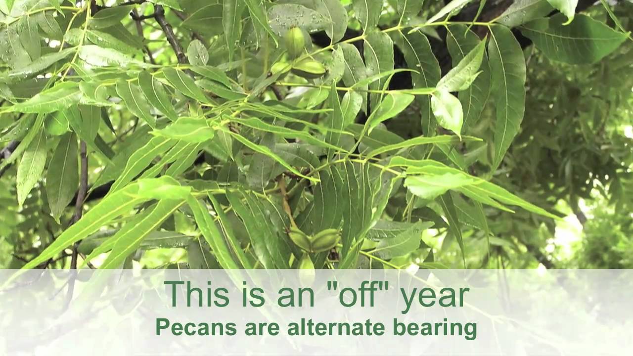 Pecan Harvest - YouTube