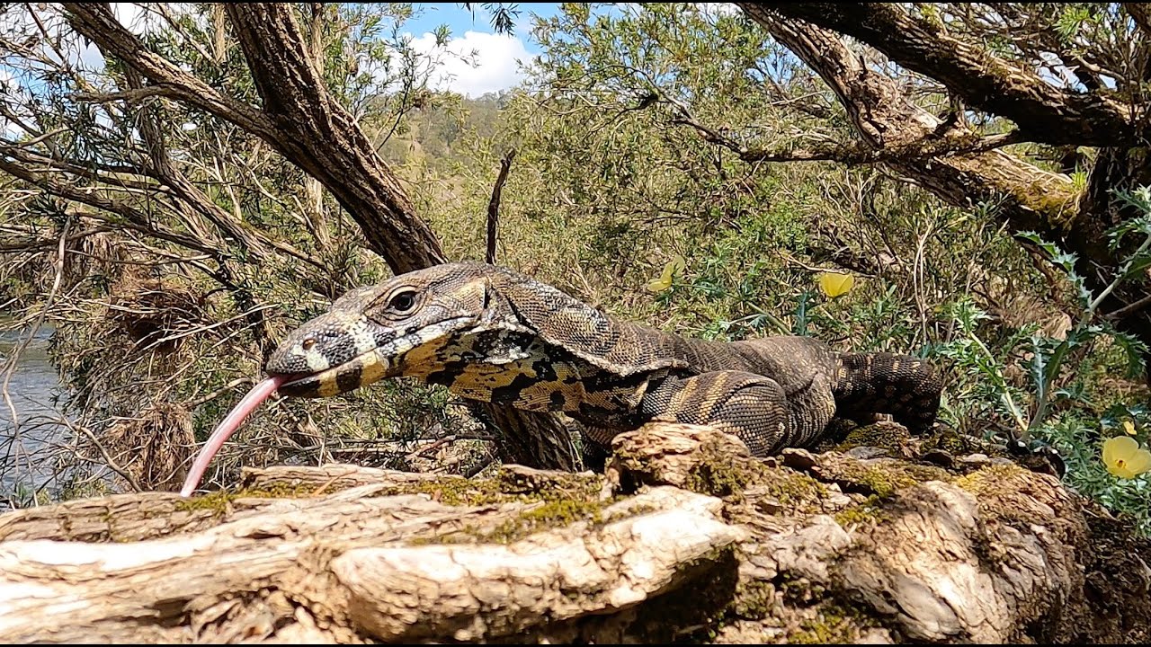 Amazing Interaction With A Wild Lace Monitor! - YouTube