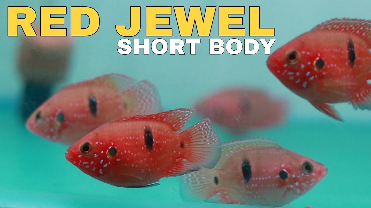 Ikan baru RED JEWEL CICHLID short body - YouTube