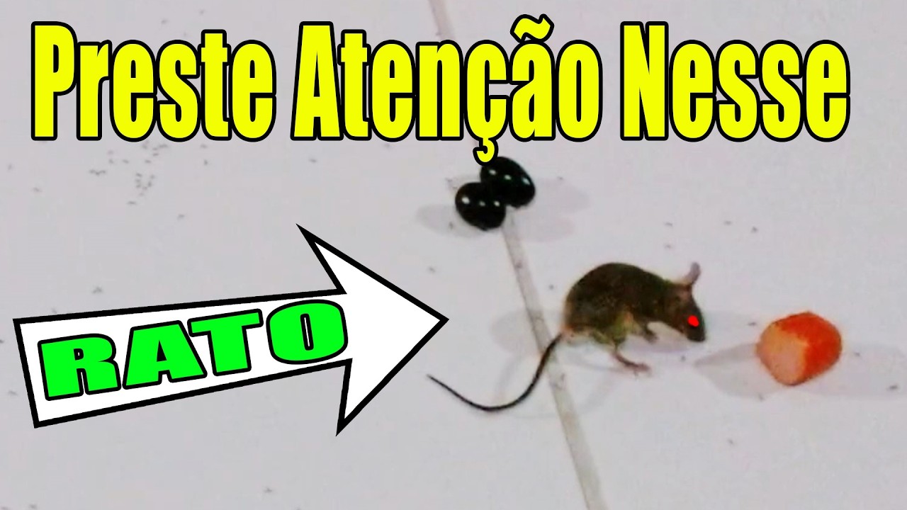 Como Pegar Rato em Casa Usando Métodos Simples e Eficientes | Victor ...