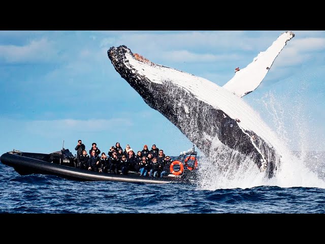 The Biggest Blue Whale In The World