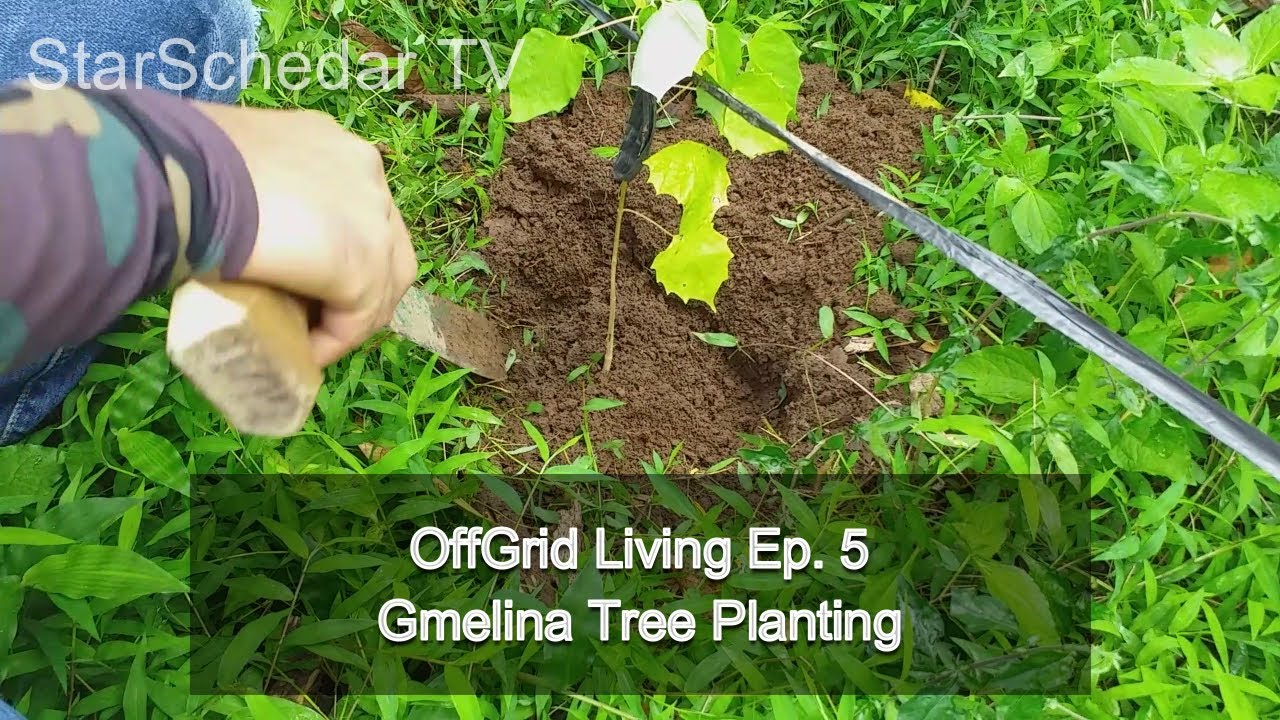 Gmelina Tree Planting / Off grid living ep 5 / StarSchedarTV - YouTube