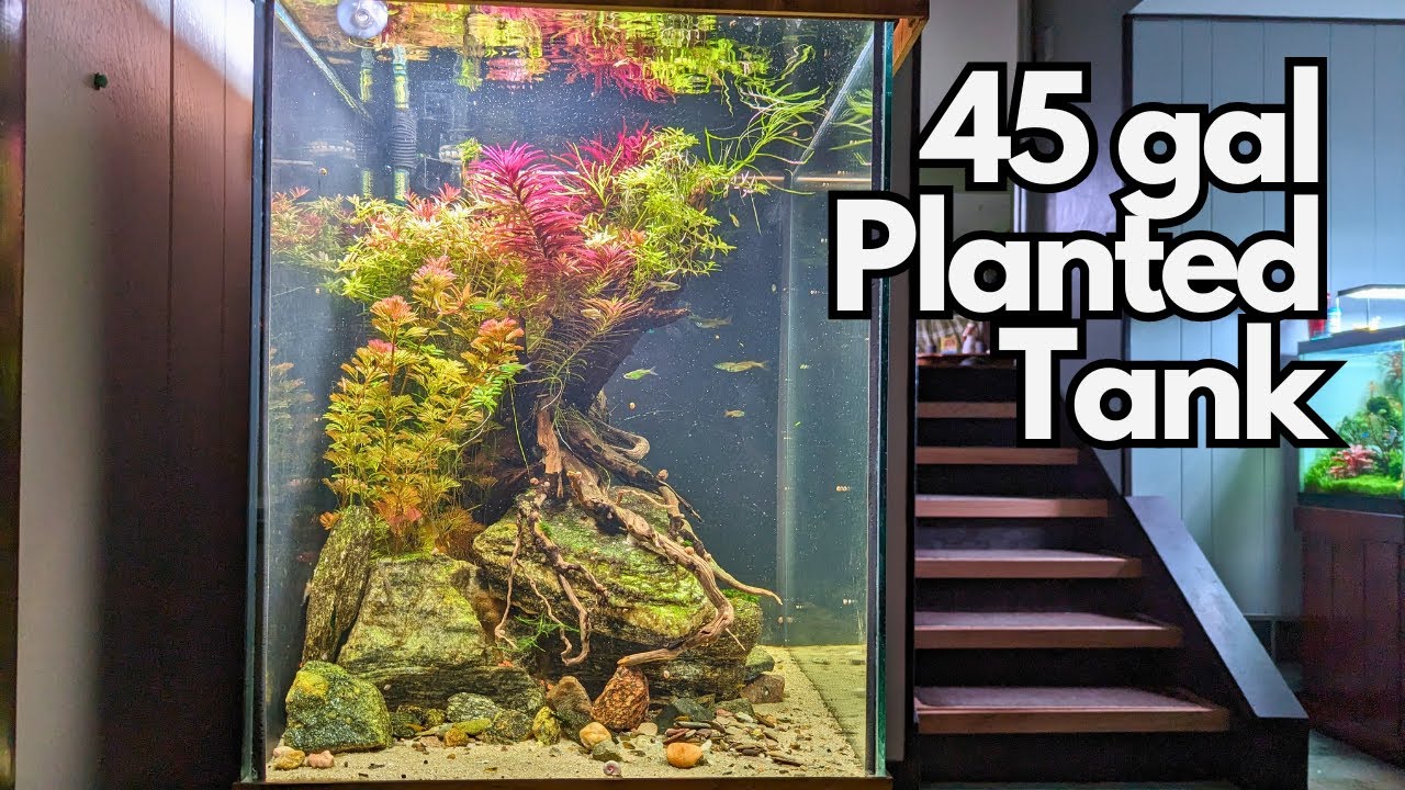 Guide to Setting Up a High-Tech Planted Aquarium: MISTAKES & Progress ...