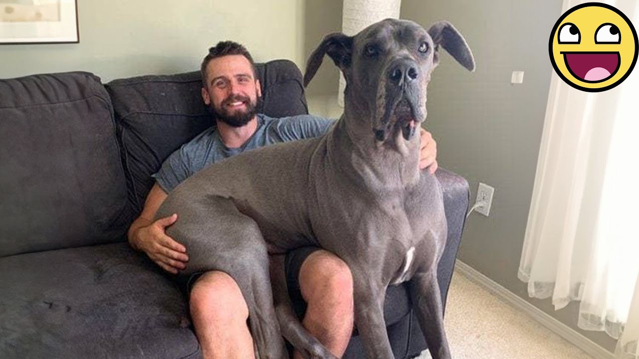 Big Dogs Acting Like Puppies 😂 Funny Dog Compilation - YouTube