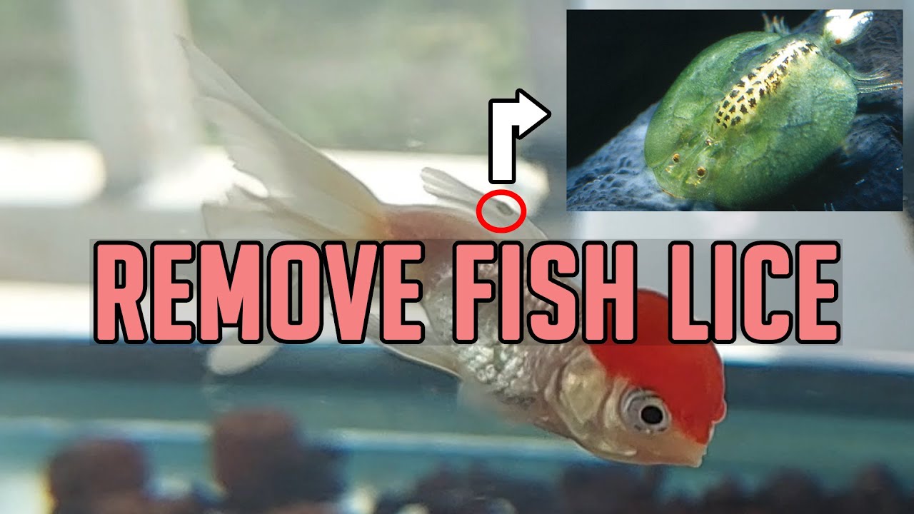 How to Remove Fish Lice - YouTube