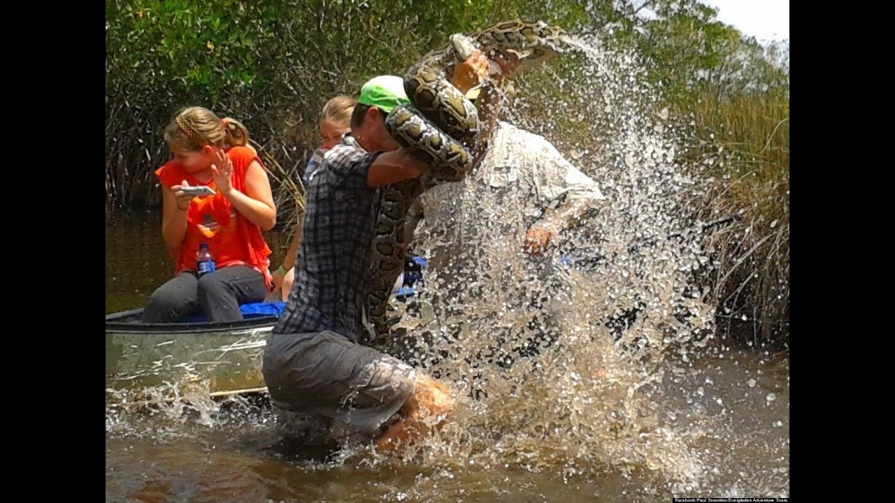 Most Amazing Wild Animal Attacks | Biggest Python Snake Attacks Human ...