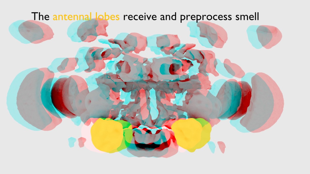 Functional regions in the fly brain - exploded view - YouTube