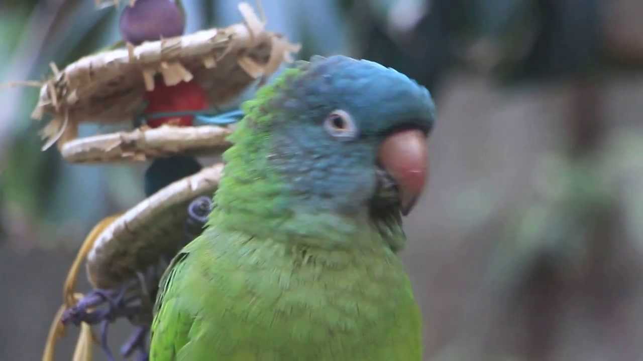 Blue Connor Parrot @ Butterfly Gardens Victoria - YouTube