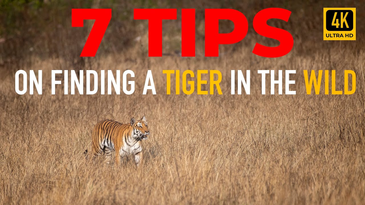 7 #tips on #sighting #tigers in the #wild | #howto #nature # ...