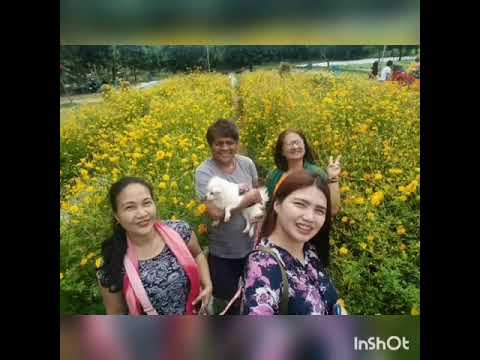 Sunflora farm Jala-Jala Rizal 🌻🌻 - YouTube