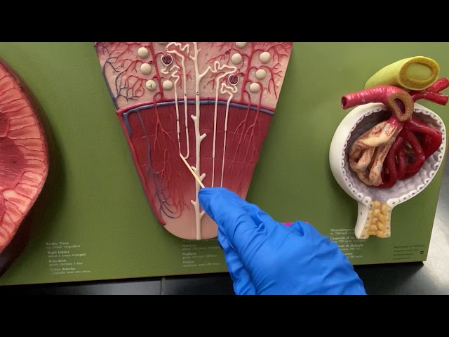 Nephron Kidney Model Renal Anatomy 3, Nephrons