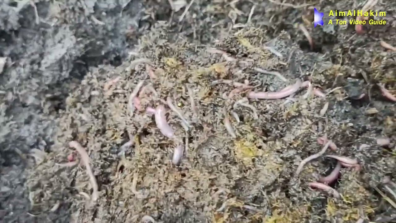 Teknik Budidaya Cacing Tanah Supaya Lebih Cepat Berkembang Biak Dan ...