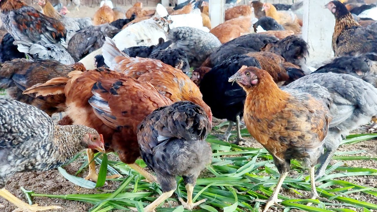 Life Span of Poultry l मुर्गीयों की आयु कितनी होती हैं l - YouTube