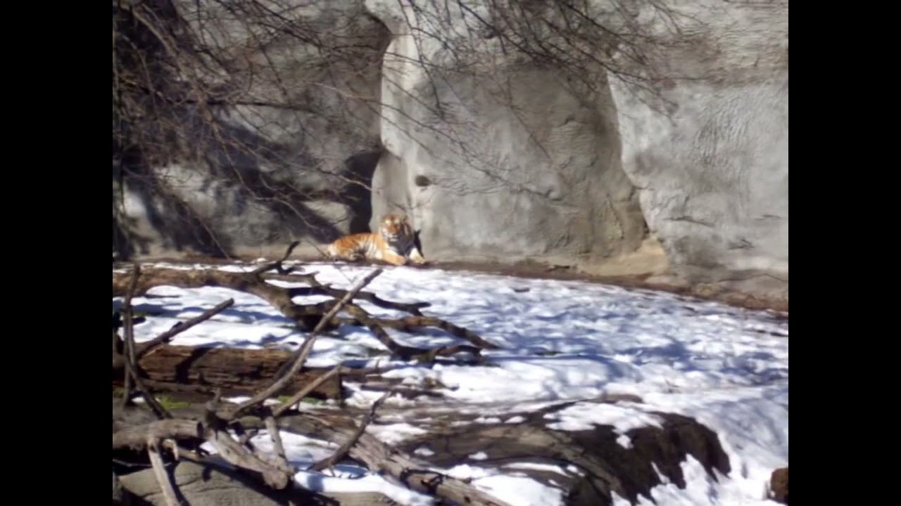 Tigers meowing like house cats analysis by sound comparison - YouTube