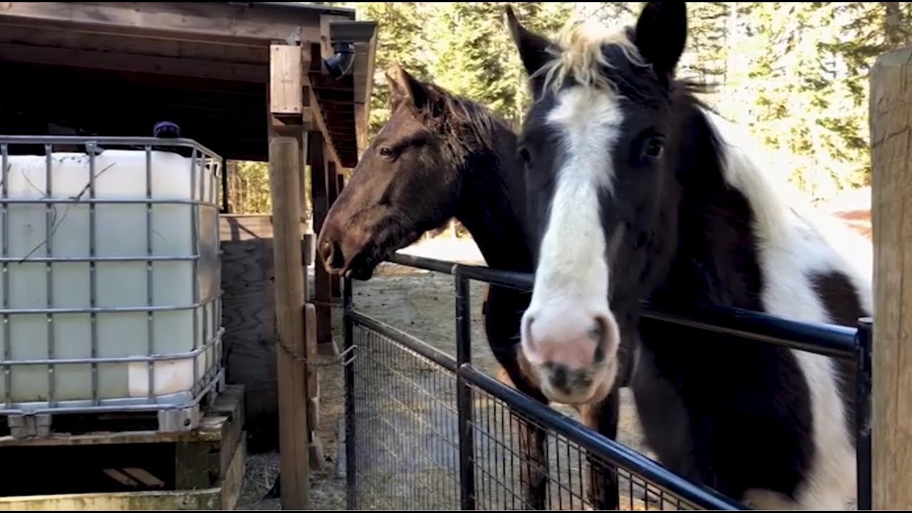 Stop Horse Slaughter